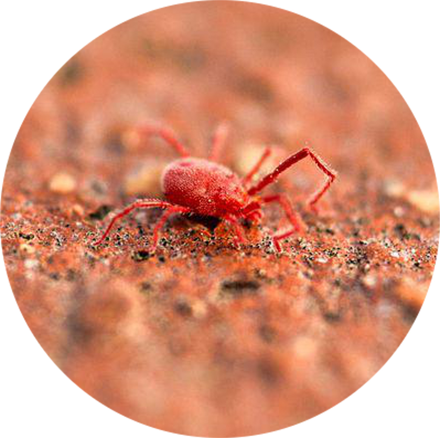 Mite Infestation - Mite Infestation