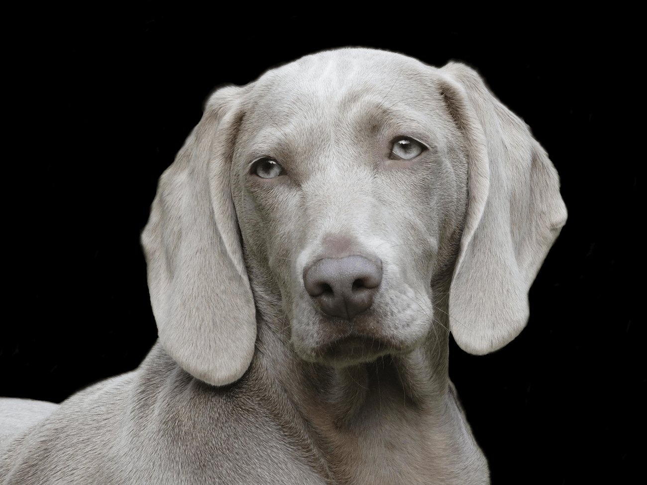 What are the different types of mites on dogs? - Mite Infestation