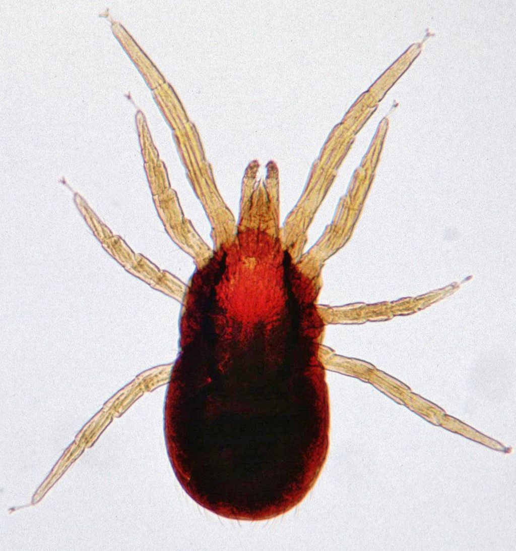 Everything you need to know about Tiny Mites in House - Mite Infestation