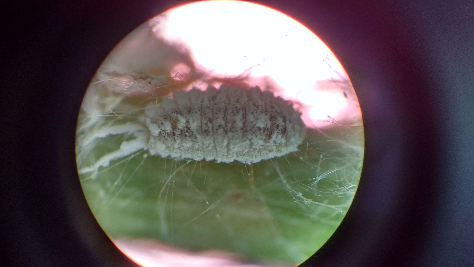 An insight into how do you know if you have dust mites? - Mite Infestation
