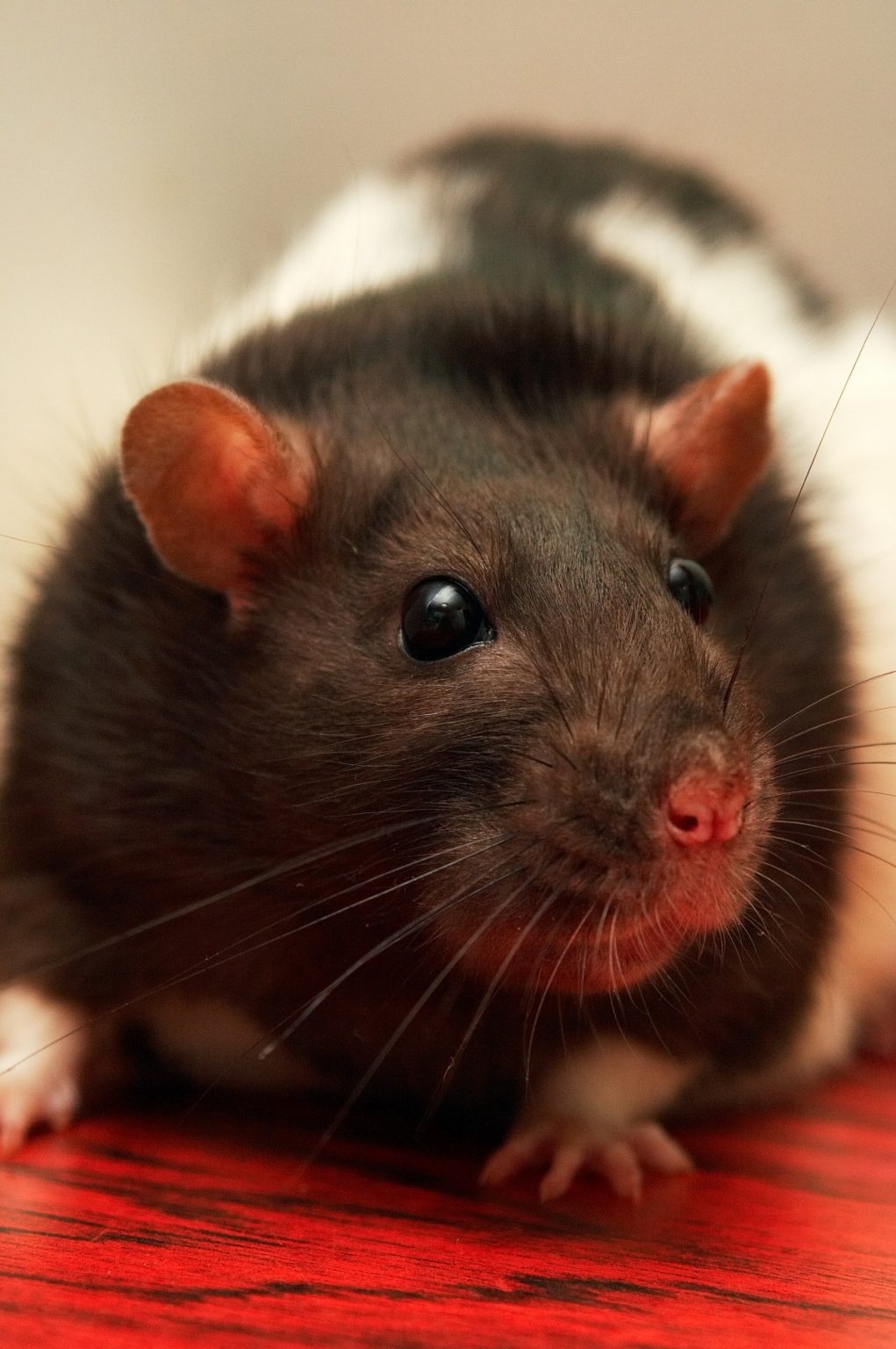 Everything you need to know about Tiny Mites in House - Mite Infestation