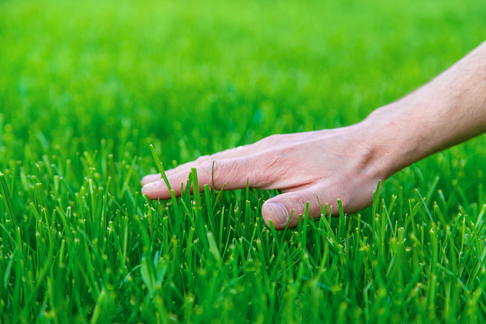 Lawn Insecticide: Effective Solutions for Controlling Pests - Mite ...