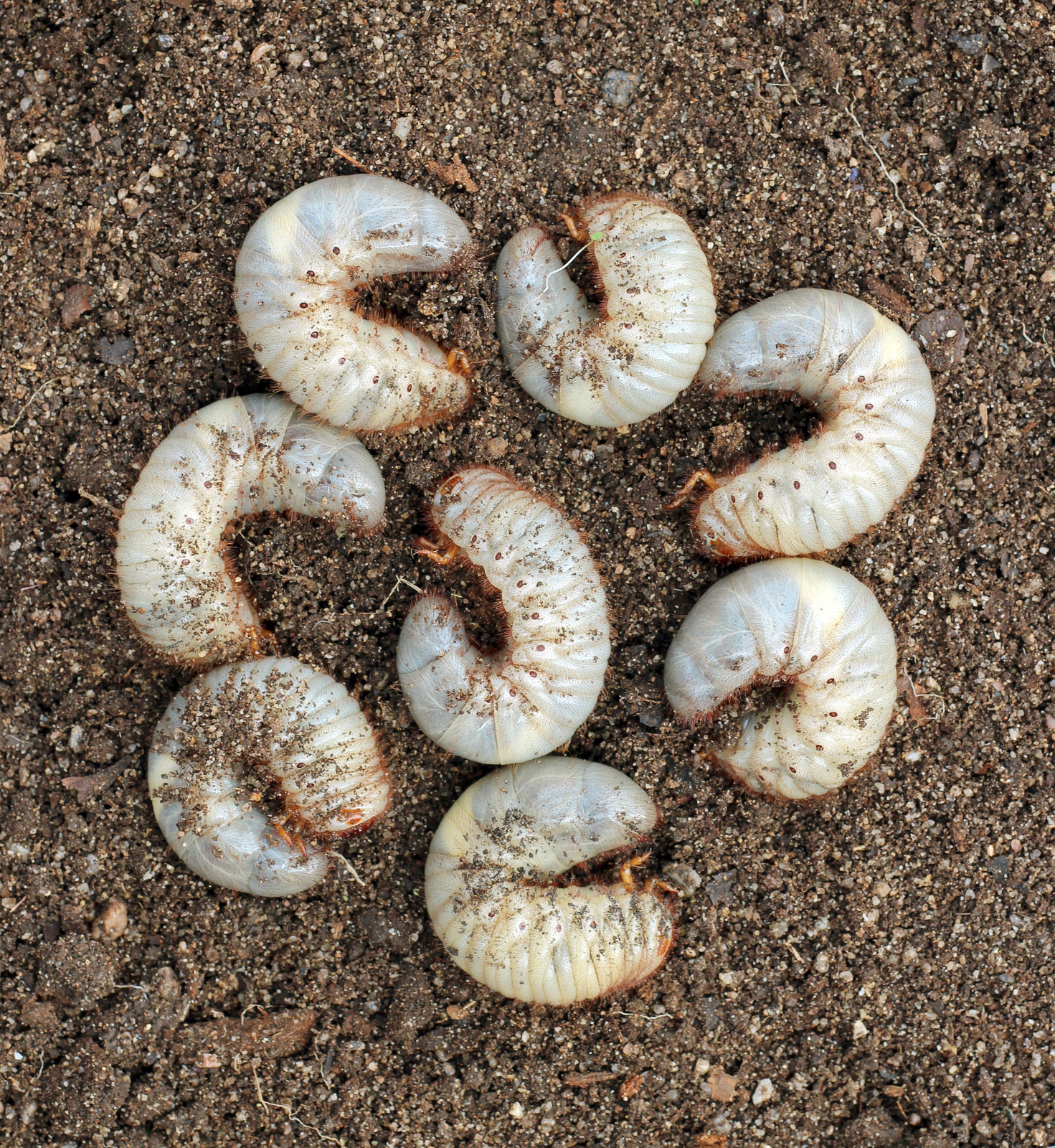 Best Grub Killer: Effective Solutions for Your Lawn 2023 - Mite Infestation